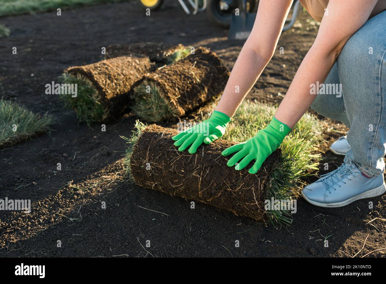 Close up woman laying sod for new garden lawn - turf laying concept ...