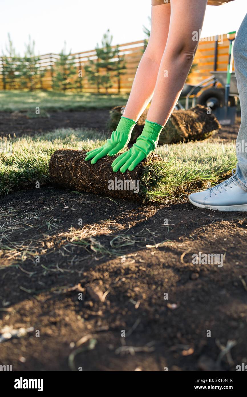 Close up woman laying sod for new garden lawn - turf laying concept ...