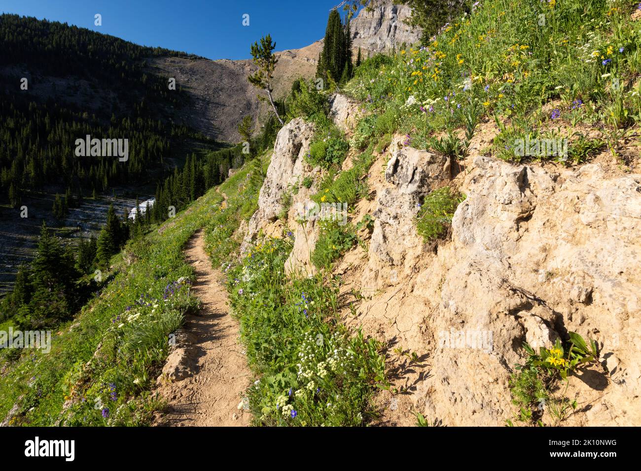 Small rocky cliffs lining the Rendezvous Mountain Trail as it descends ...