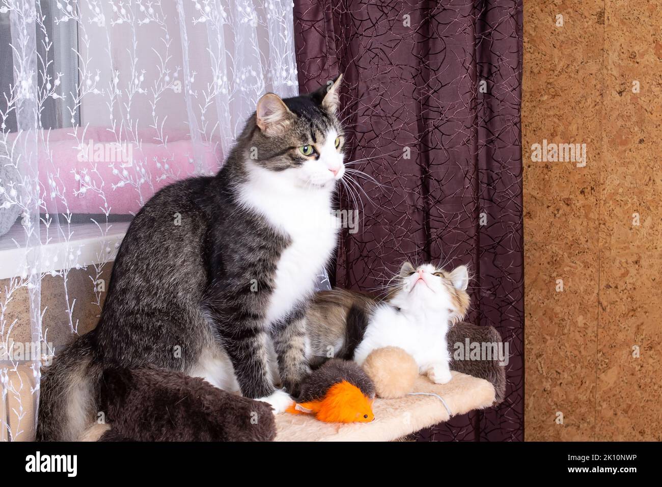 Mom cat kisses kitten at home, pets Stock Photo - Alamy