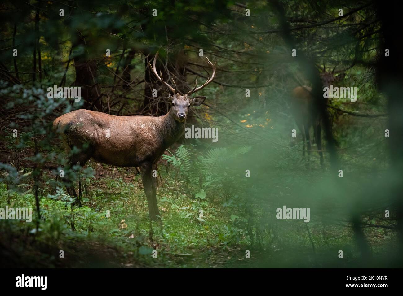 Red deer facing the camera in fresh forest in summertime Stock Photo ...