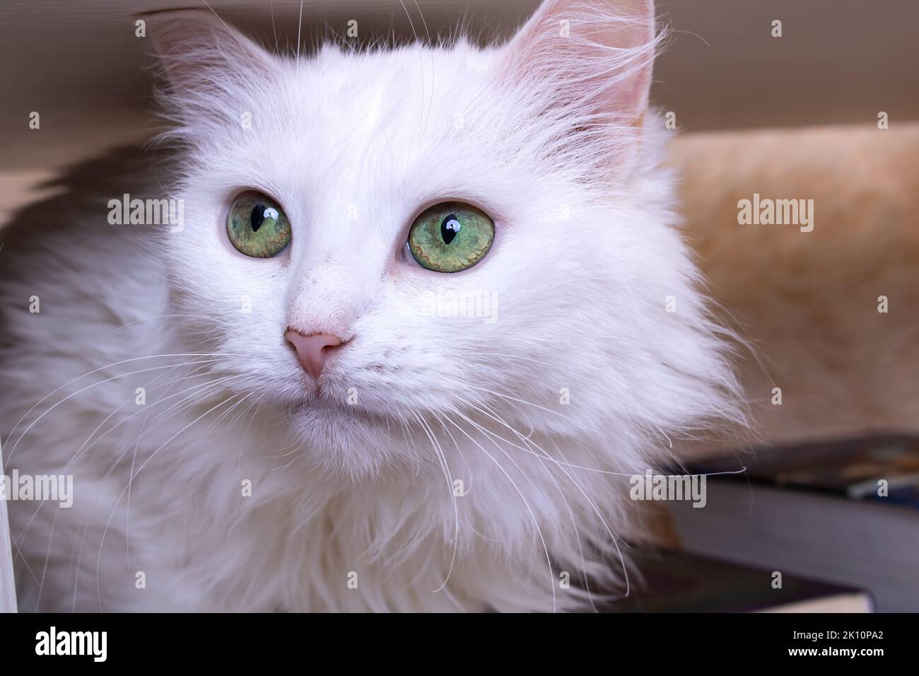White Cat With Green Eyes Closeup Portrait Stock Photo Alamy White Cat With Green Eyes Closeup Portrait Stock Photo Alamy