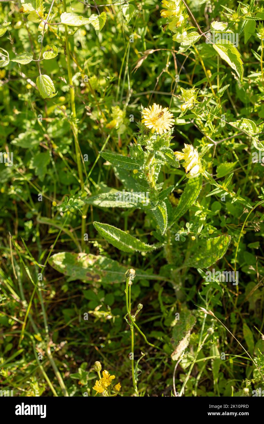 Backlit close-up natural plant portrait of Sonchus asper, prickly sow ...