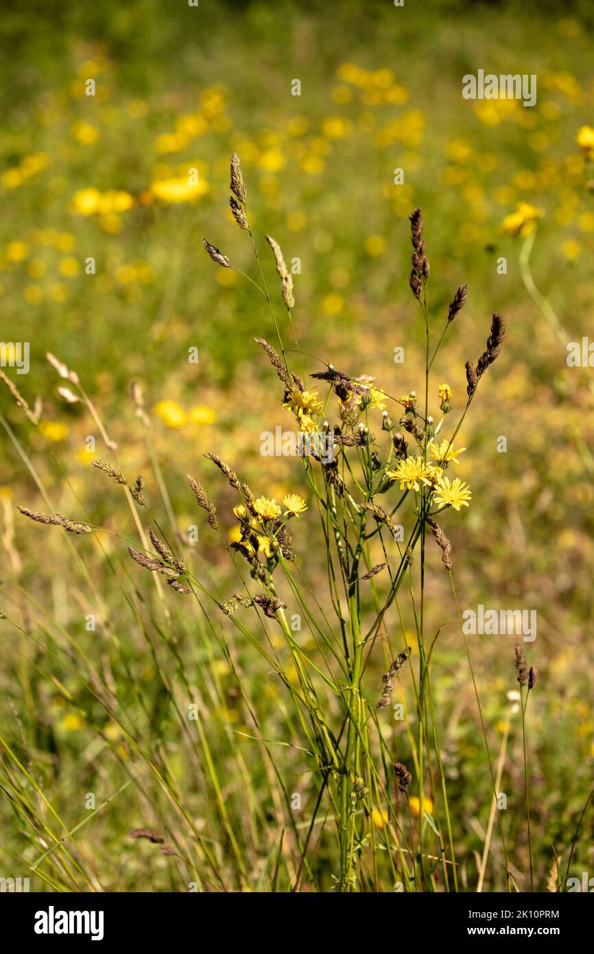 Yellow chalk downs flower, Common Ragwort, Jacobaea vulgaris (?), close ...