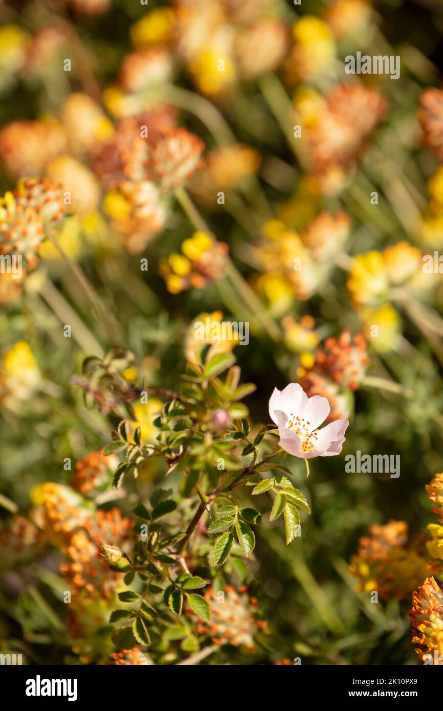 Imparipinnate leaves hi-res stock photography and images - Alamy