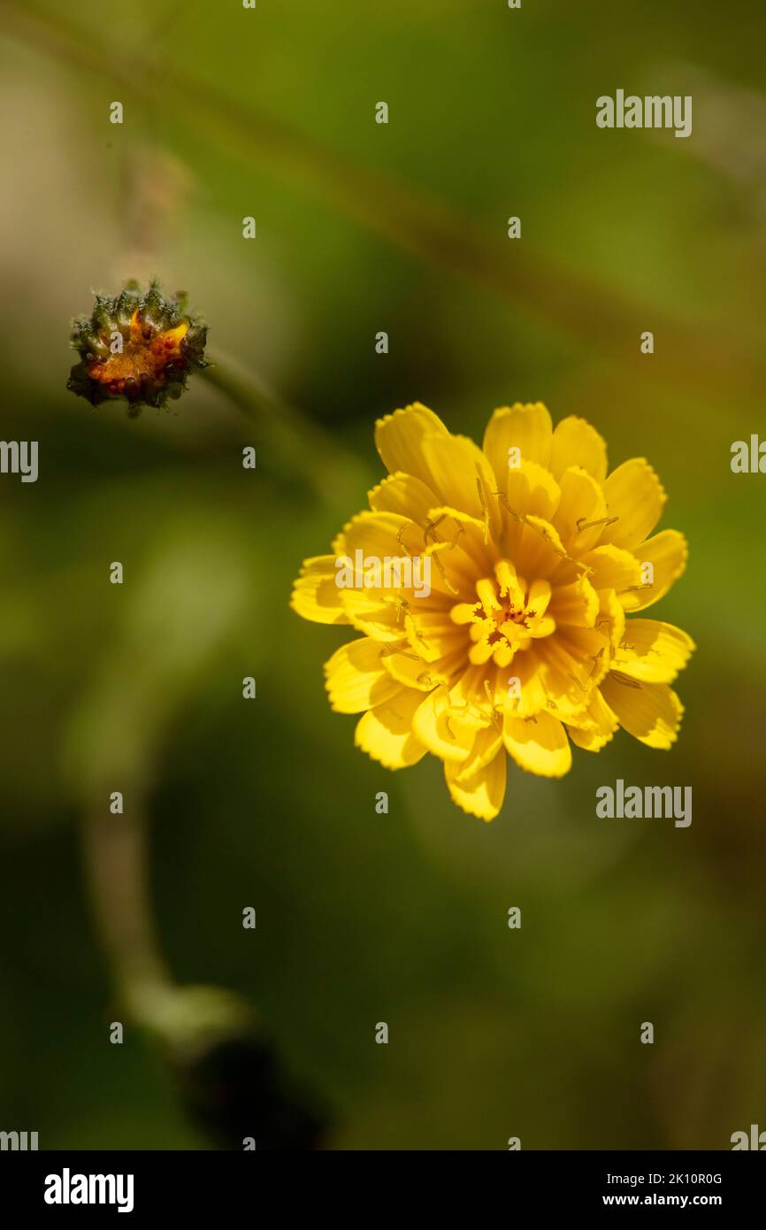 Natural close-up flower portrait of Crepis capillaris, smooth crepis ...