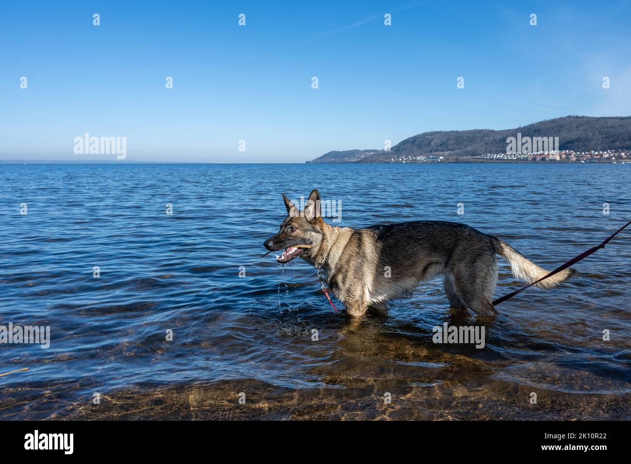 A young German Shepherd in a lake. Sable colored working line breed ...