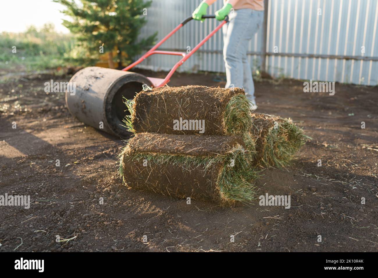 Close up woman laying sod for new garden lawn - turf laying concept ...