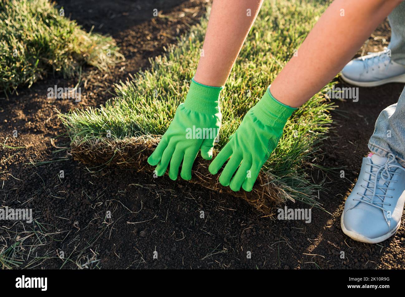 Close up woman laying sod for new garden lawn - turf laying concept ...