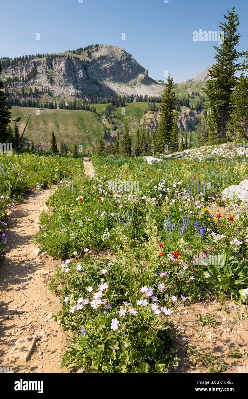 The Teton Crest Trail winding through a large meadow of wildflowers in ...