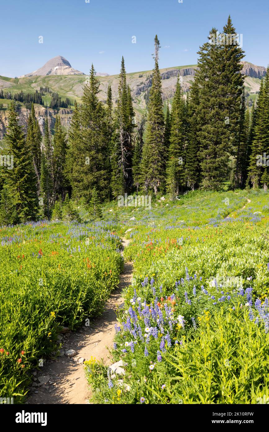 Indian paintbrush yellowstone hi-res stock photography and images - Alamy