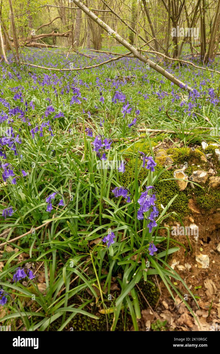 Striking English Bluebells in natural woodland setting awakened to ...