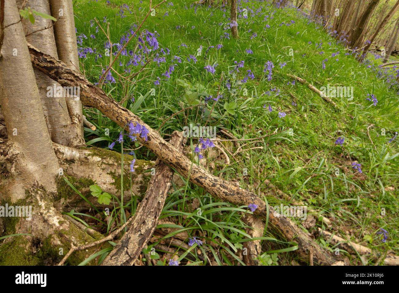 Common English Bluebells flowering in spring sunshine Stock Photo - Alamy