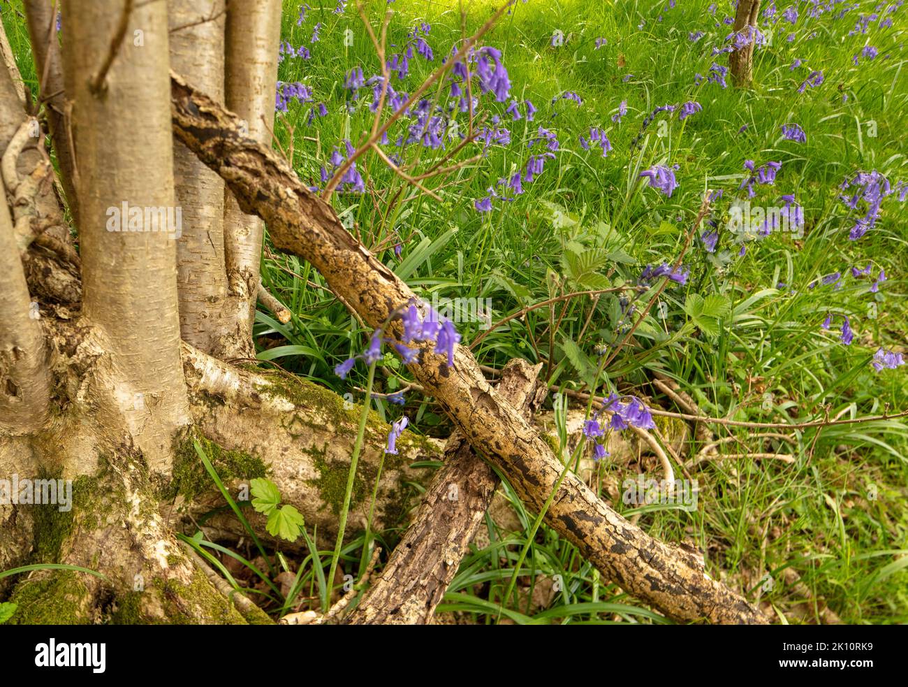 Common English Bluebells flowering in spring sunshine Stock Photo - Alamy
