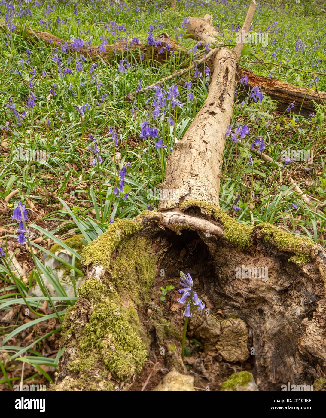 Common English Bluebells flowering in spring sunshine Stock Photo - Alamy