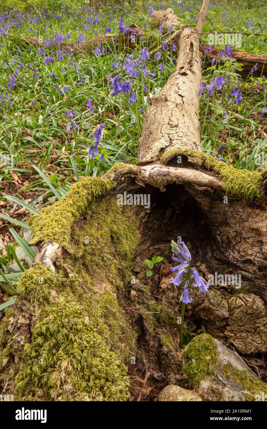 Common English Bluebells flowering in spring sunshine Stock Photo - Alamy