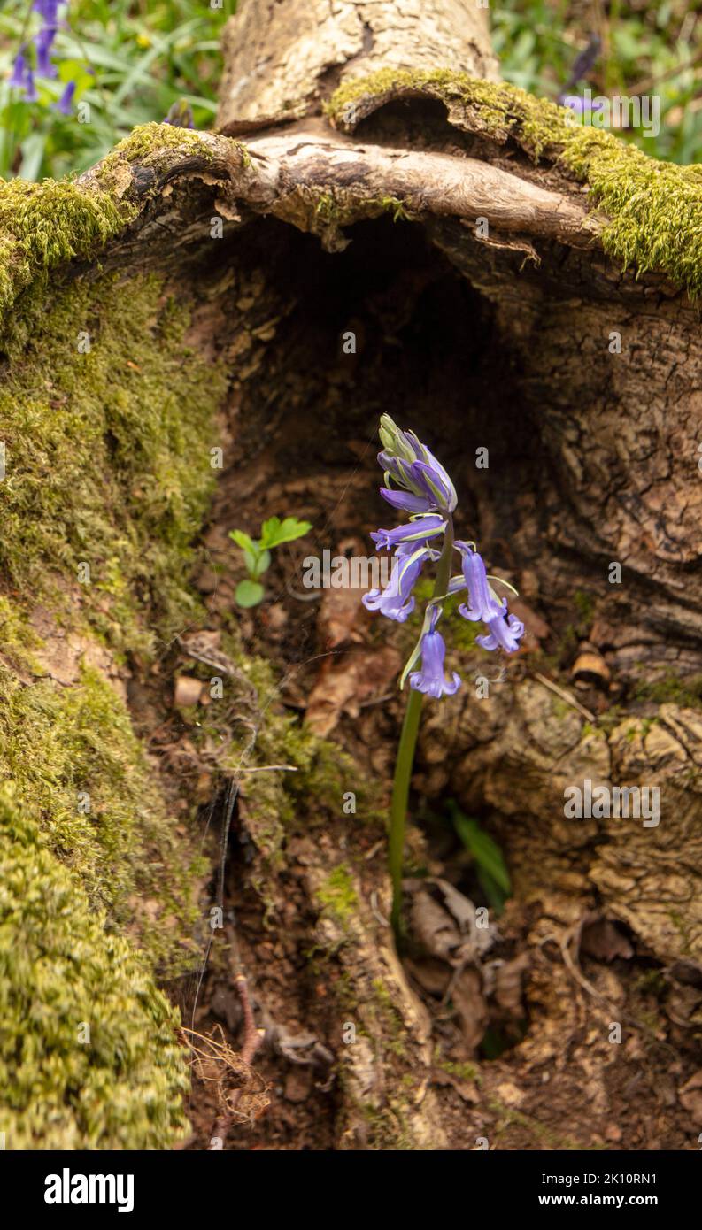 Common English Bluebells flowering in spring sunshine Stock Photo - Alamy