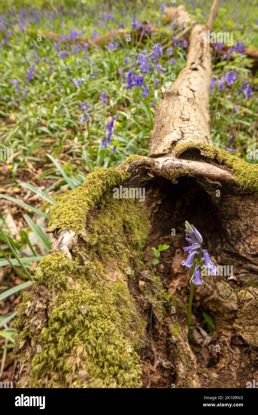 Common English Bluebells flowering in spring sunshine Stock Photo - Alamy