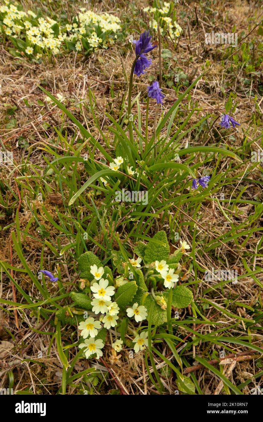 Bee friendly spring flowering Primula vulgaris, common primrose, and ...
