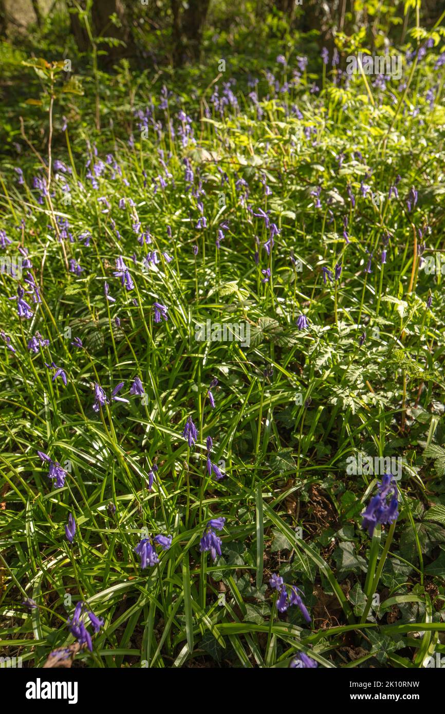 Common English Bluebells flowering in spring sunshine Stock Photo - Alamy