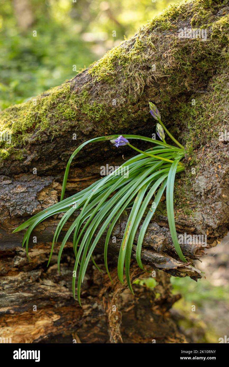 Common English Bluebells flowering in spring sunshine Stock Photo - Alamy