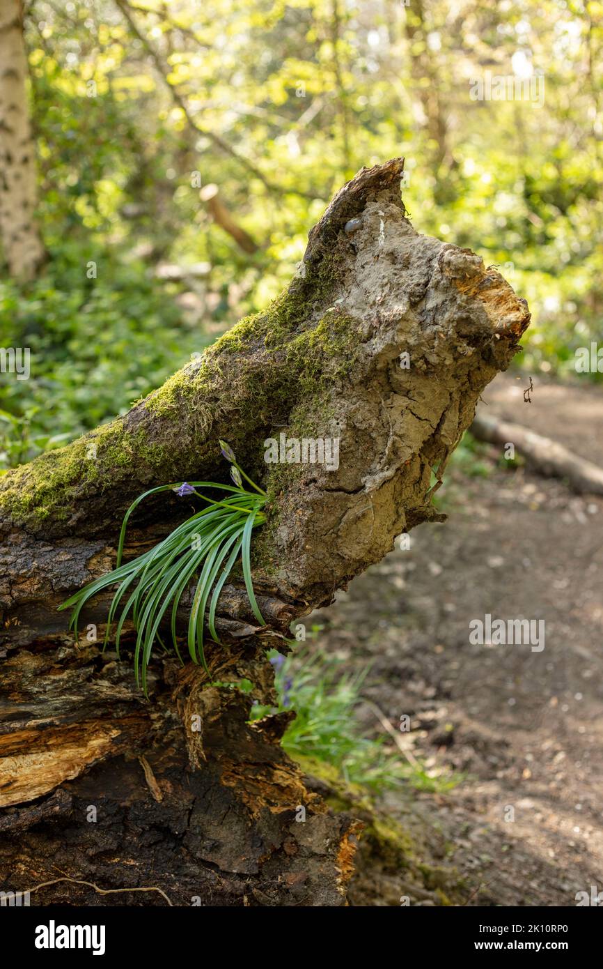 Common English Bluebells flowering in spring sunshine Stock Photo - Alamy