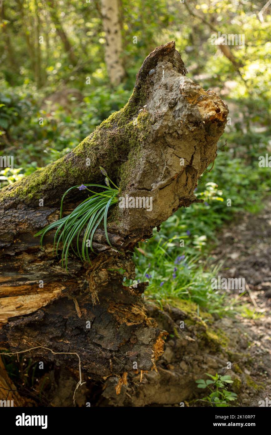 Common English Bluebells flowering in spring sunshine Stock Photo - Alamy