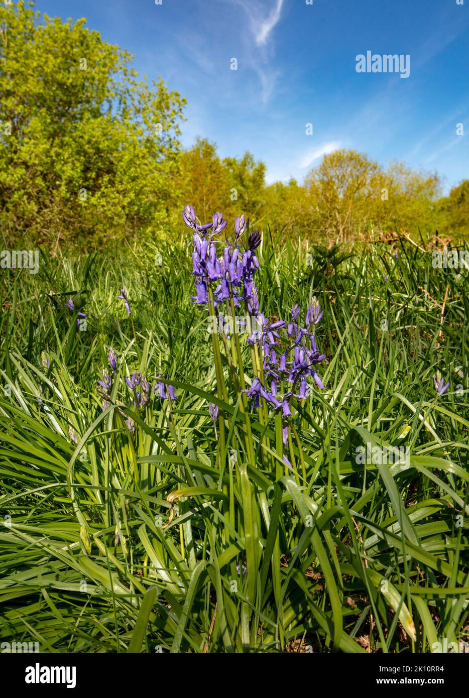 Common English Bluebells flowering in spring sunshine Stock Photo - Alamy
