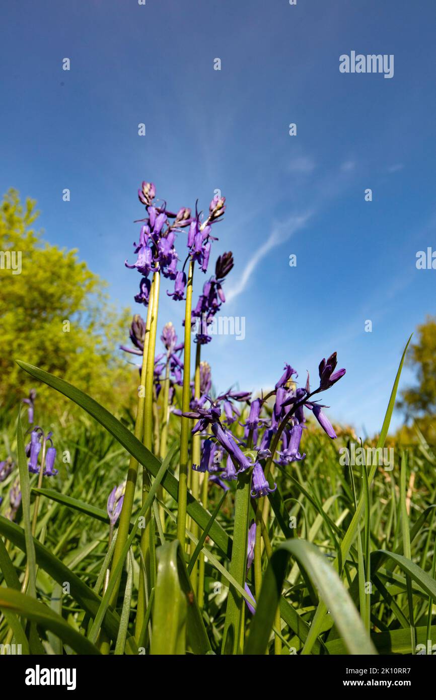 Common English Bluebells flowering in spring sunshine Stock Photo - Alamy