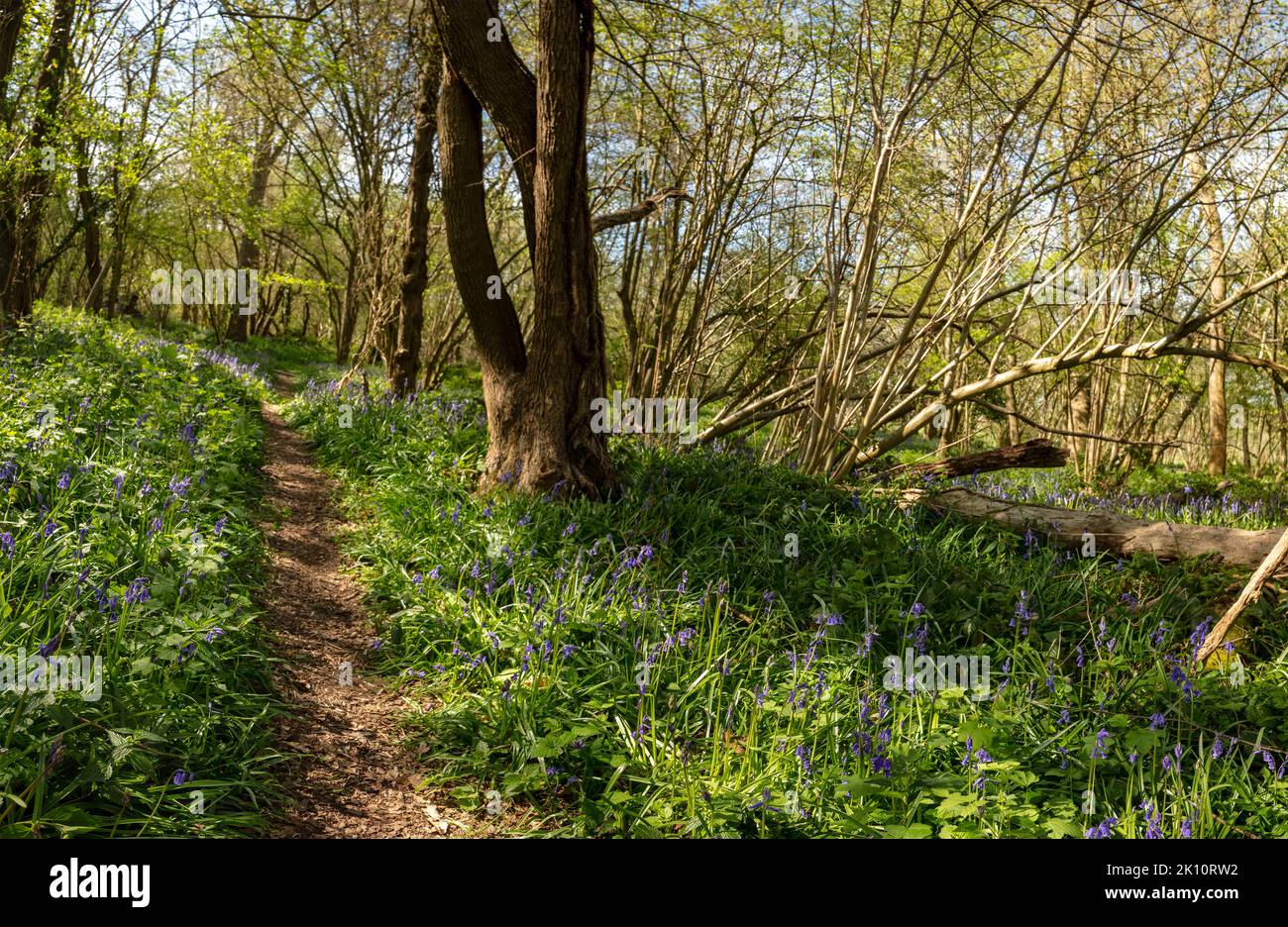 Common English Bluebells flowering in spring sunshine Stock Photo - Alamy