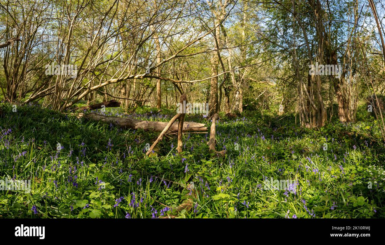 Common English Bluebells flowering in spring sunshine Stock Photo - Alamy