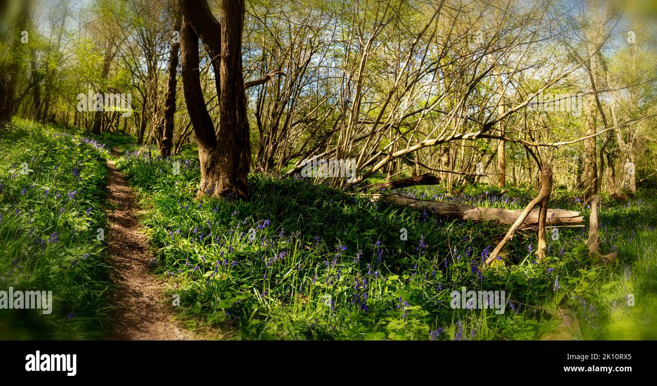 Common English Bluebells flowering in spring sunshine Stock Photo - Alamy
