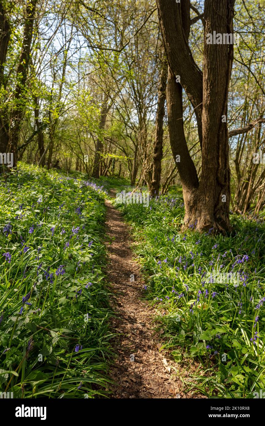 Common English Bluebells flowering in spring sunshine Stock Photo - Alamy