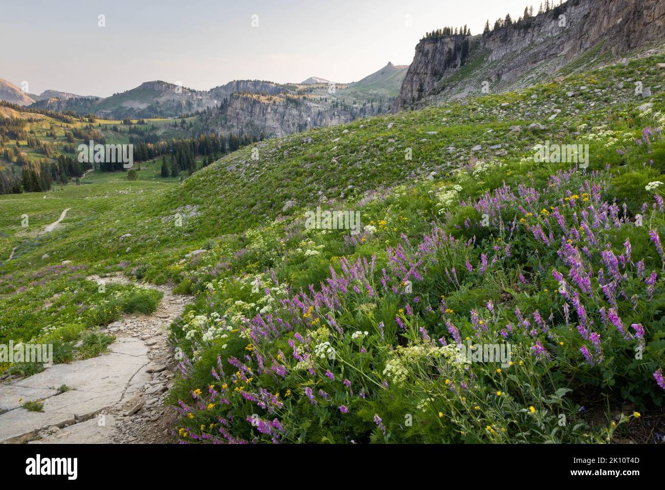 The Teton Crest Trail descending into Granite Canyon along wildflowers ...