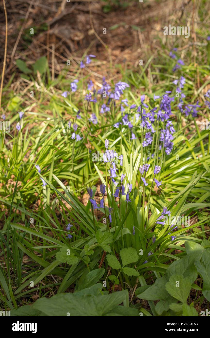 Common English Bluebells flowering in spring sunshine Stock Photo - Alamy
