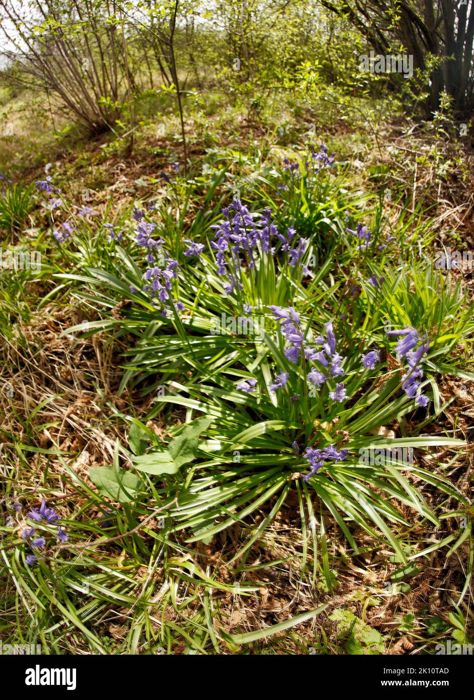 Common English Bluebells flowering in spring sunshine Stock Photo - Alamy