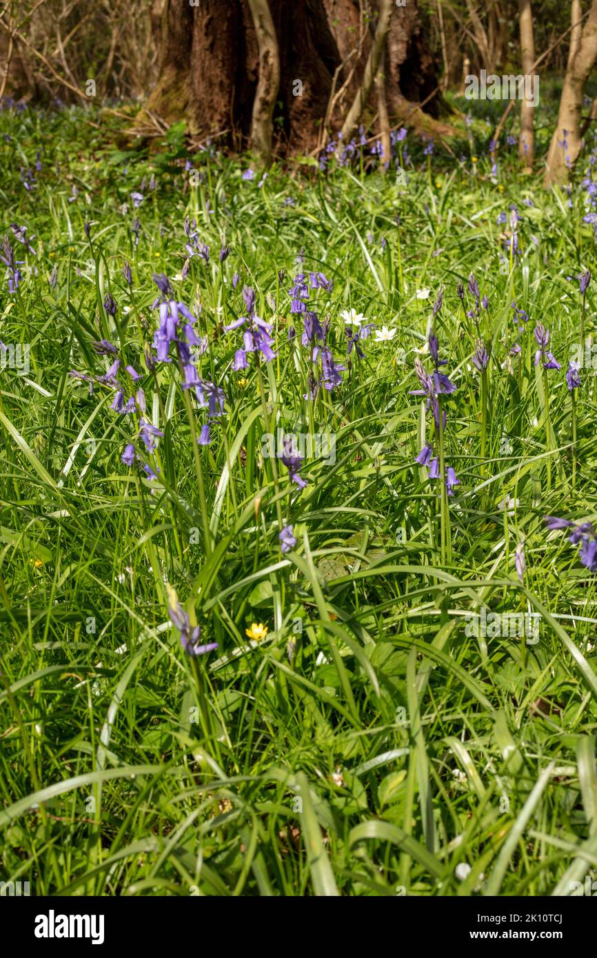 Natural environmental portrait of common Bluebells in an English ...