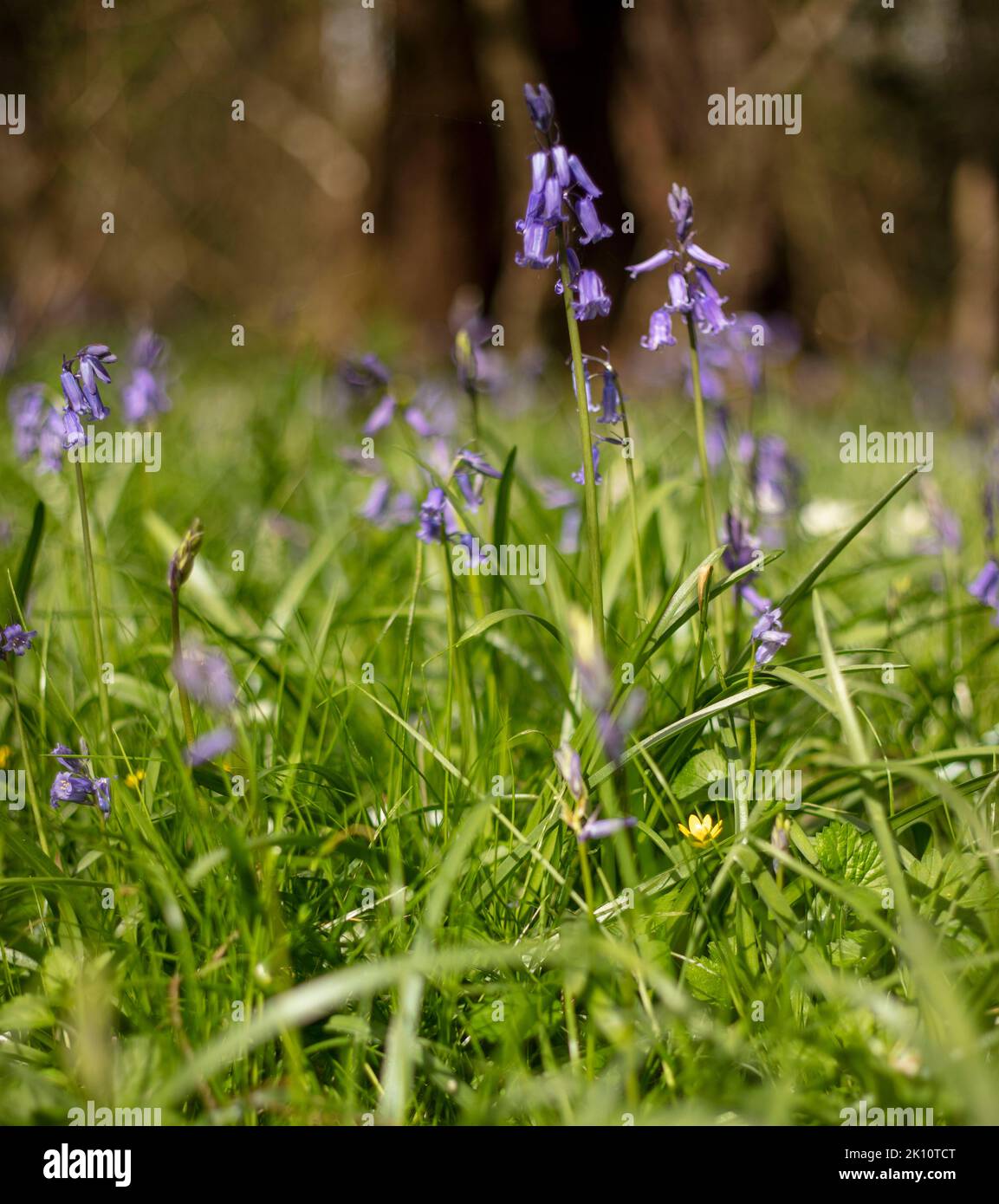 Natural environmental portrait of common Bluebells in an English ...