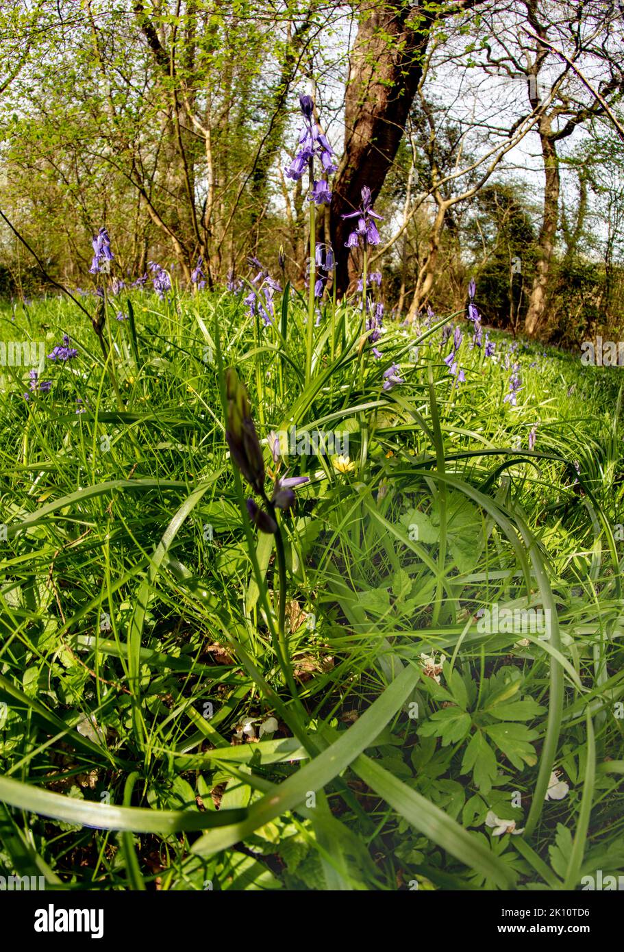 Natural environmental portrait of common Bluebells in an English ...