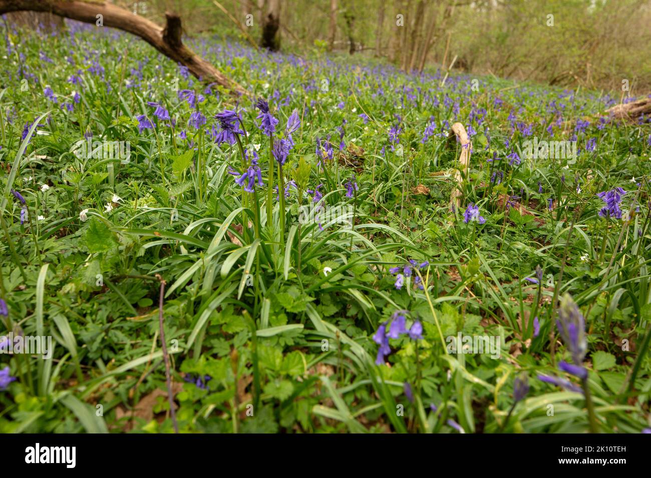 Natural environmental portrait of common Bluebells in an English ...