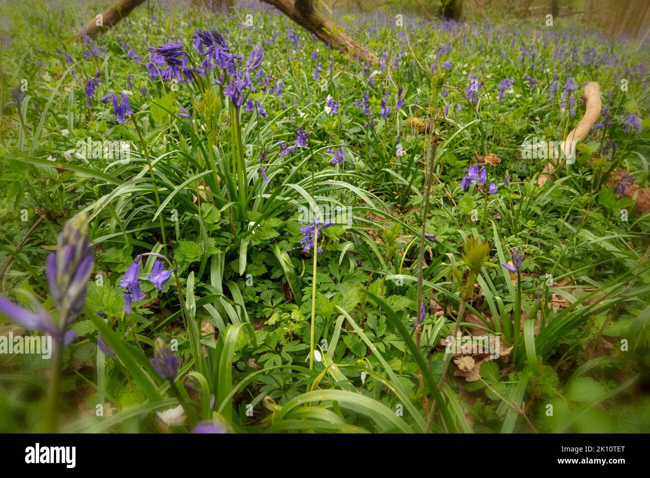 Natural environmental portrait of common Bluebells in an English ...