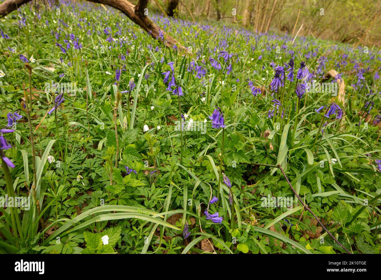 Natural environmental portrait of common Bluebells in an English ...