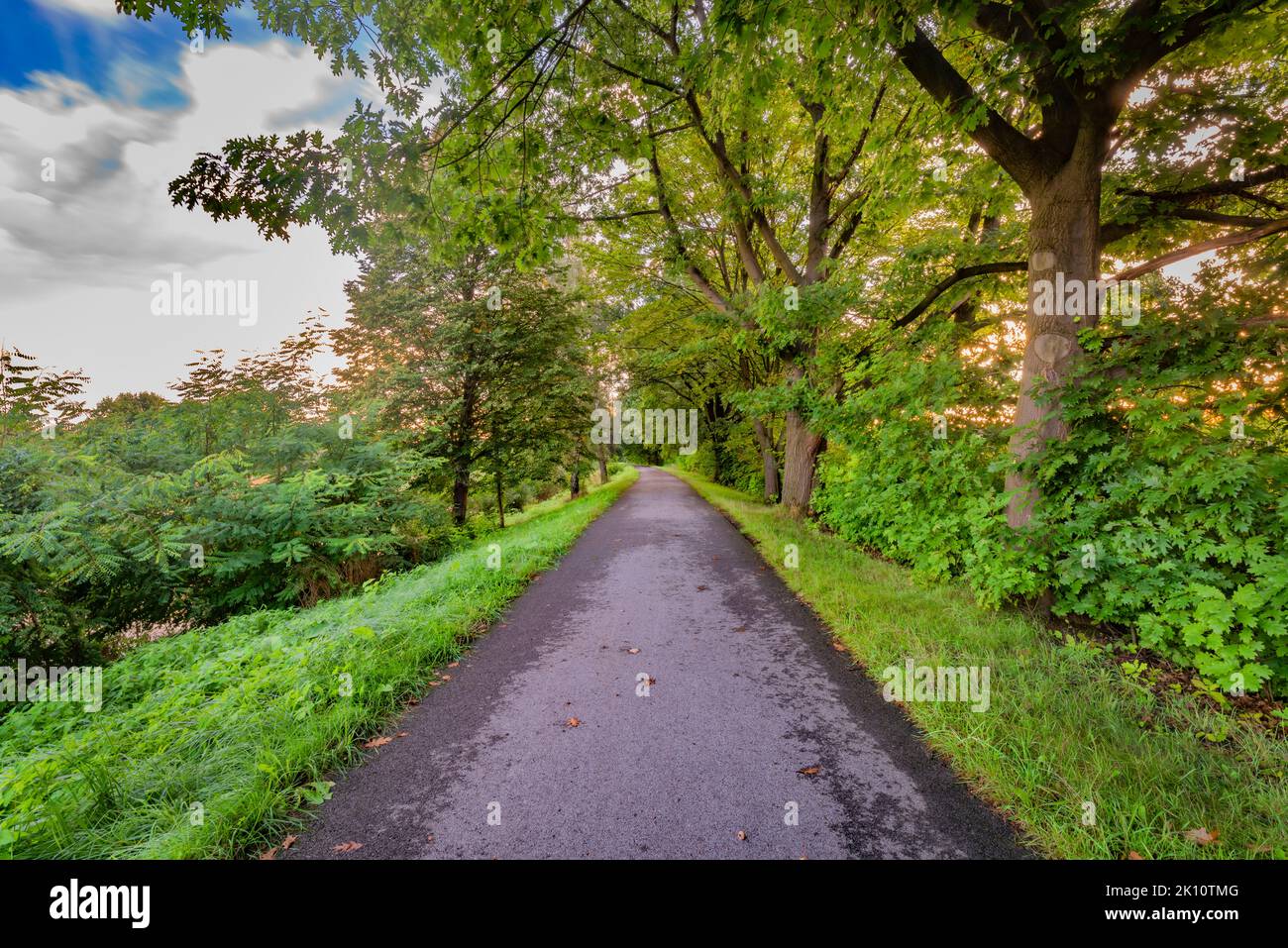 Cycle route with green sumer trees in fresh sunrise color morning Stock ...