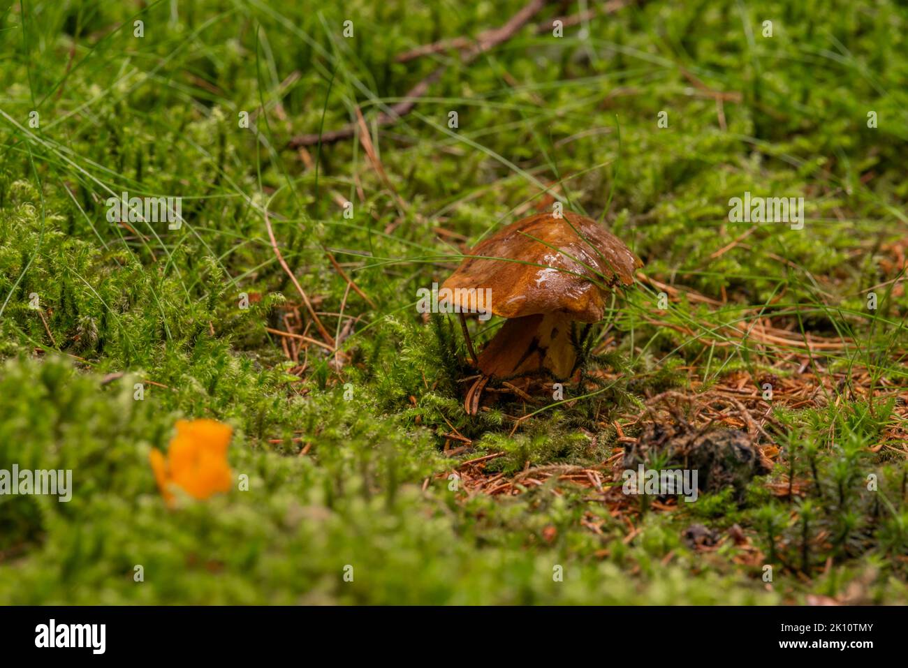 Boletus in spruce and pine tree forest in summer hot wet day Stock ...
