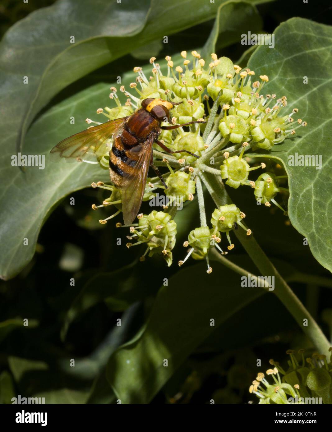 Volucella Zonaria (Hornet mimic hoverfly) feeding on Ivy Nectar Stock ...
