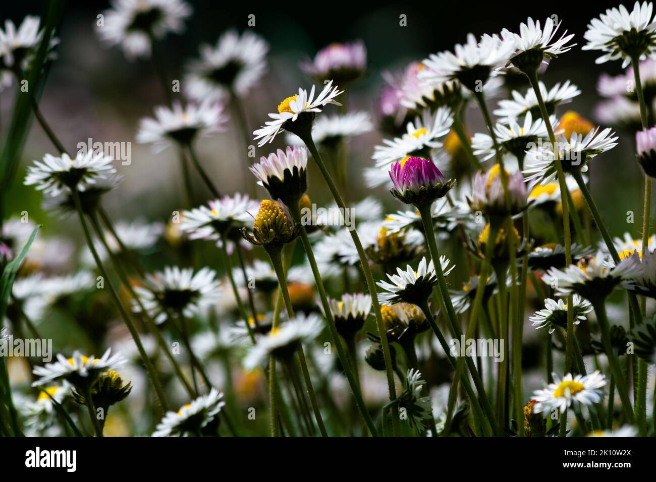 Daisies in focus. Spring flowers background photo. Daisies or ...
