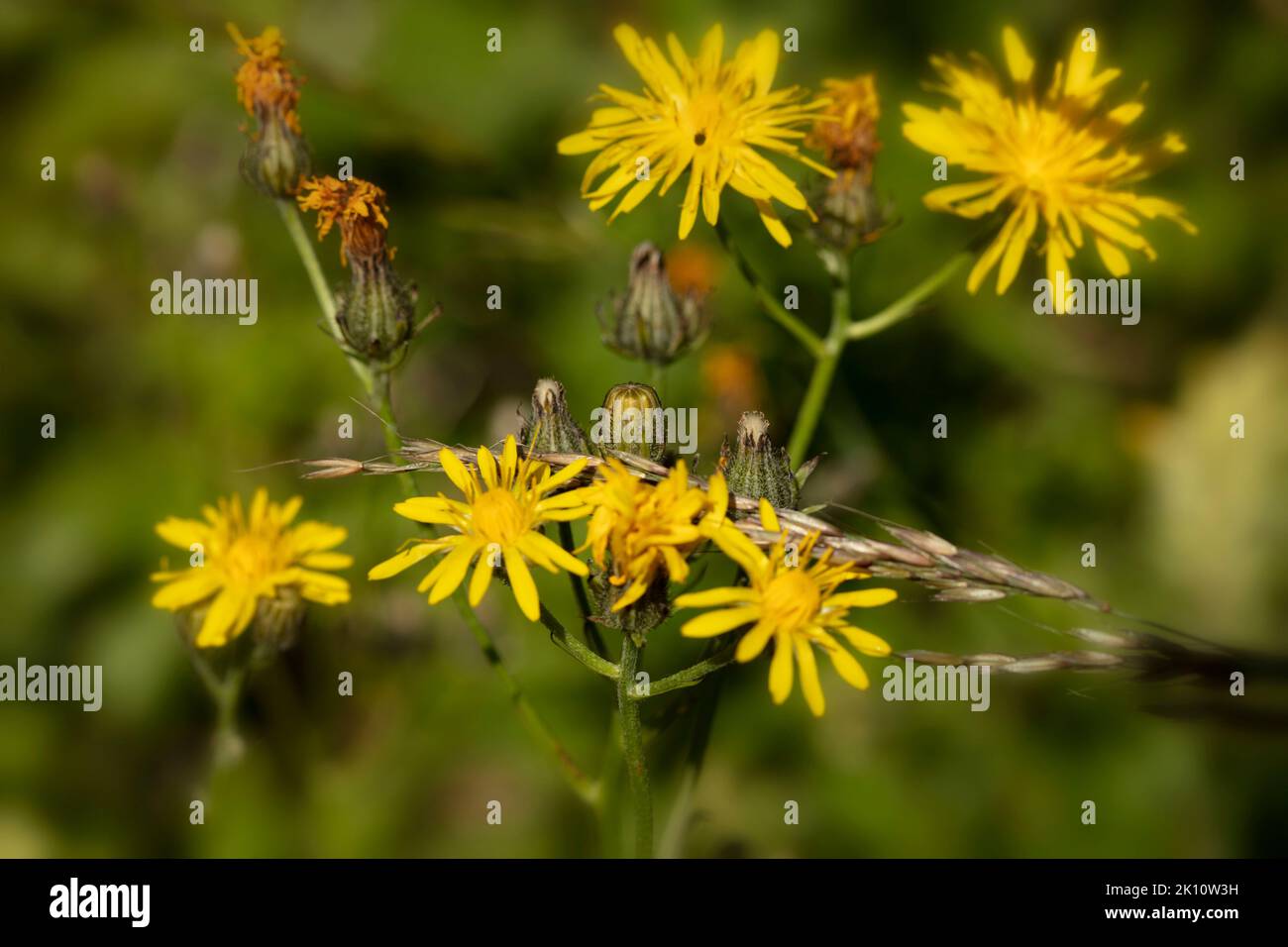 Yellow chalk downs flower, Common Ragwort, Jacobaea vulgaris (?), close ...