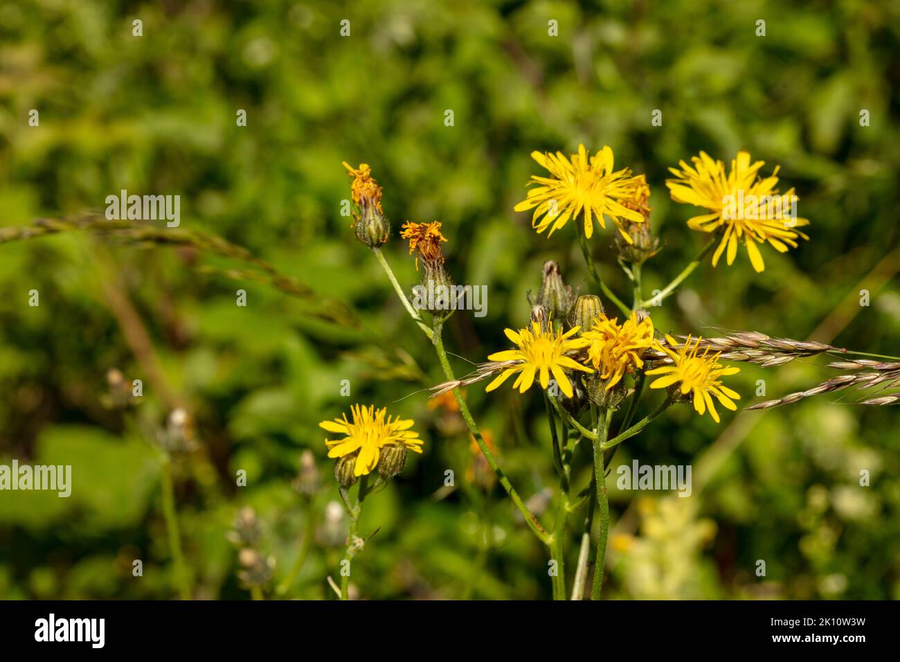 Yellow chalk downs flower, Common Ragwort, Jacobaea vulgaris (?), close ...