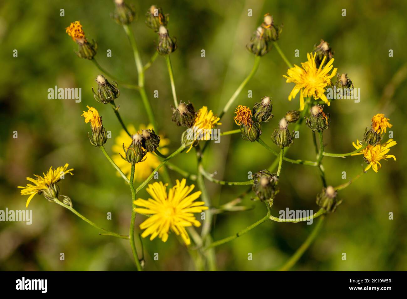 Yellow chalk downs flower, Common Ragwort, Jacobaea vulgaris (?), close ...