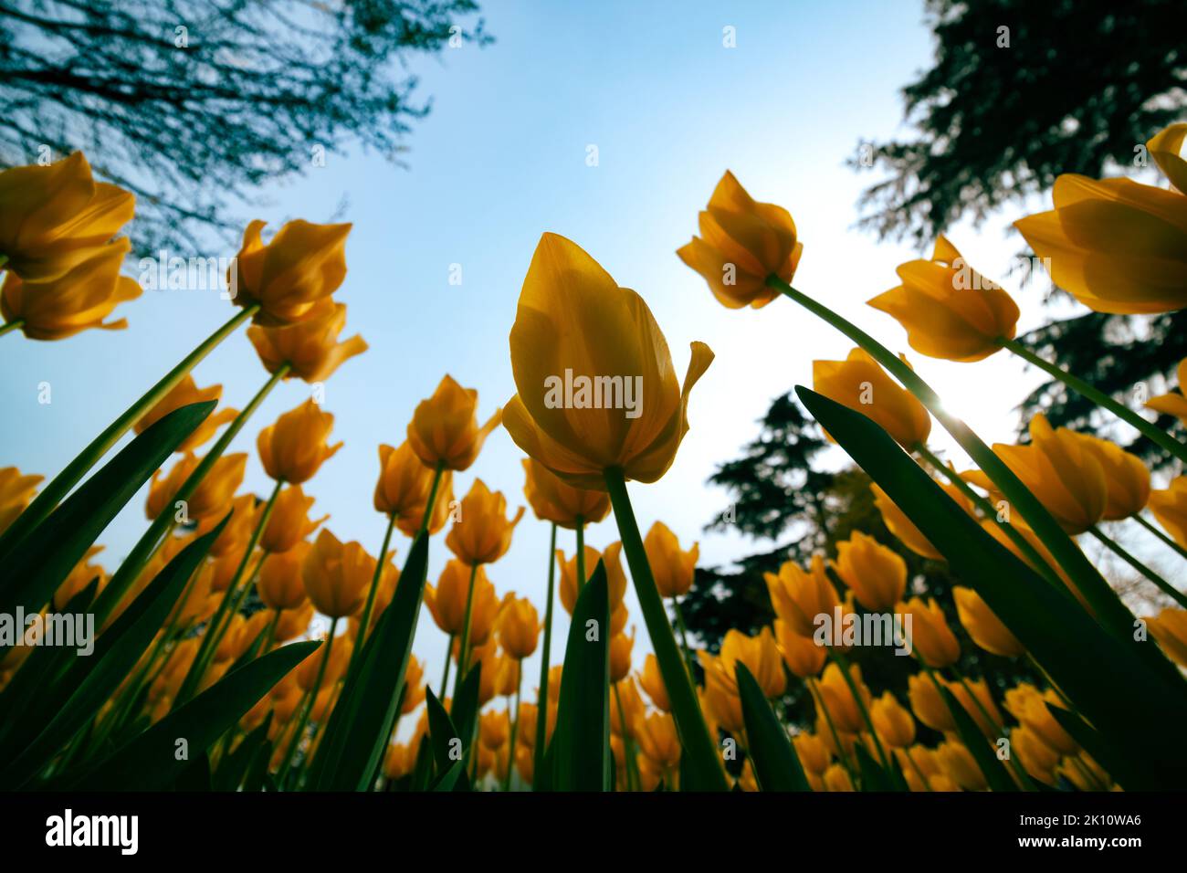 Wide angle view of tulips from below. Spring flowers background photo ...